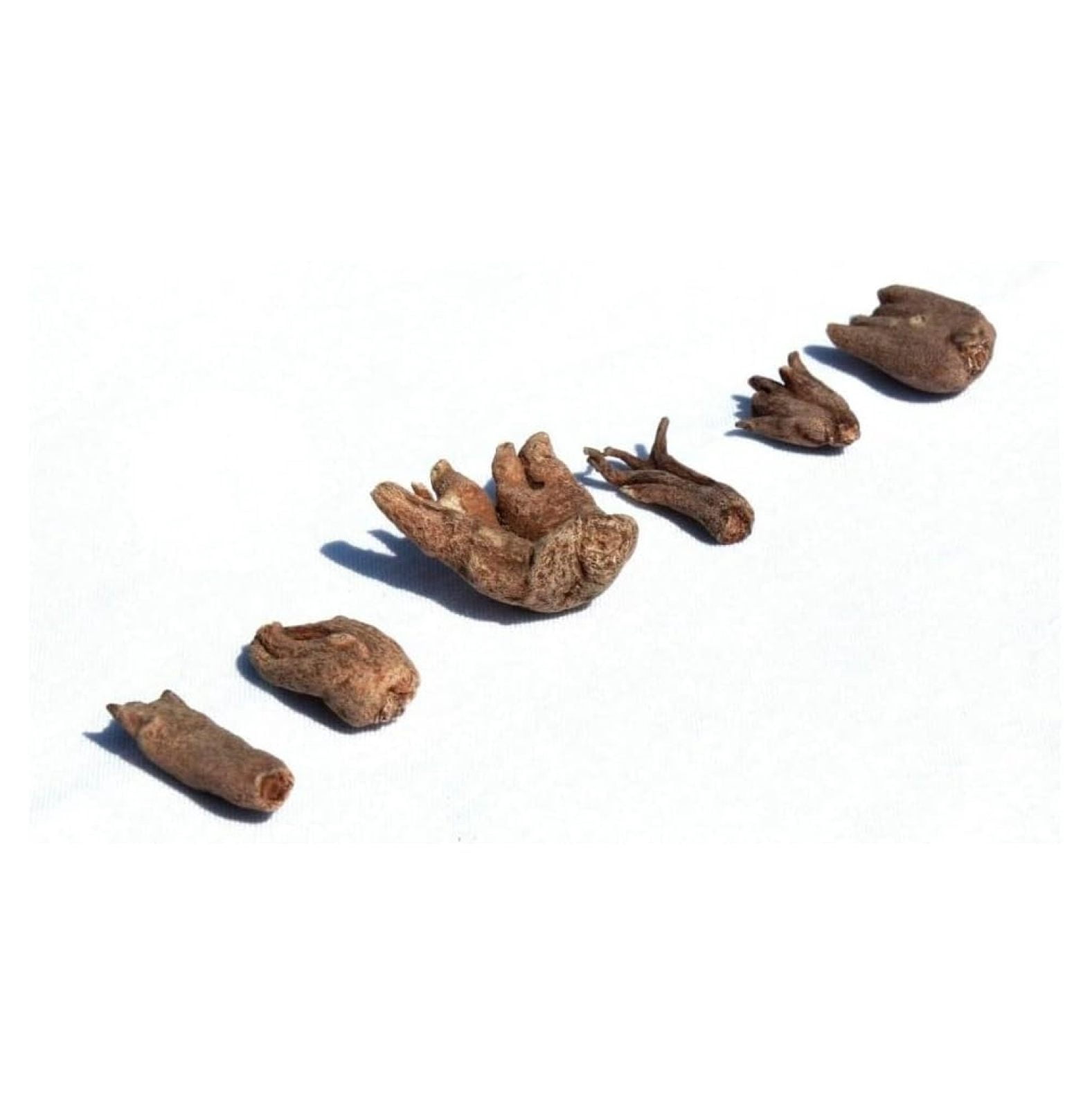 6 Pieces Aura Variety Hand Roots - Good Luck Santeria Wicca Pagan ...