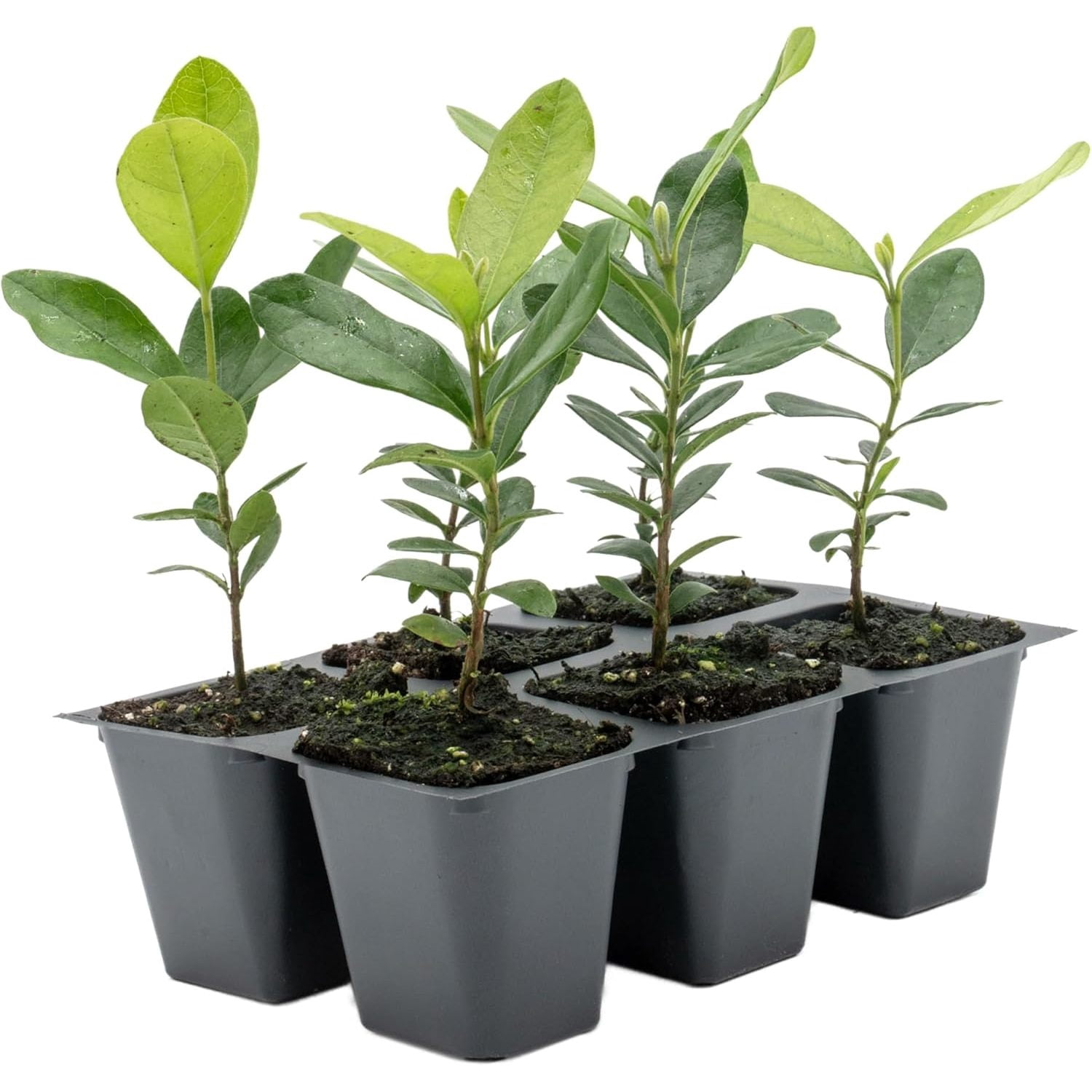 6 Pineapple Guava (Feijoa) Trees | 6 Saplings in 2.5-inch Nursery Cubes ...