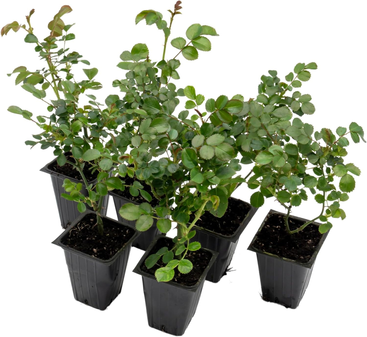 6 Pink Carpet Roses | Live Plants in 2.5-inch Nursery Cubes | Rosa ...