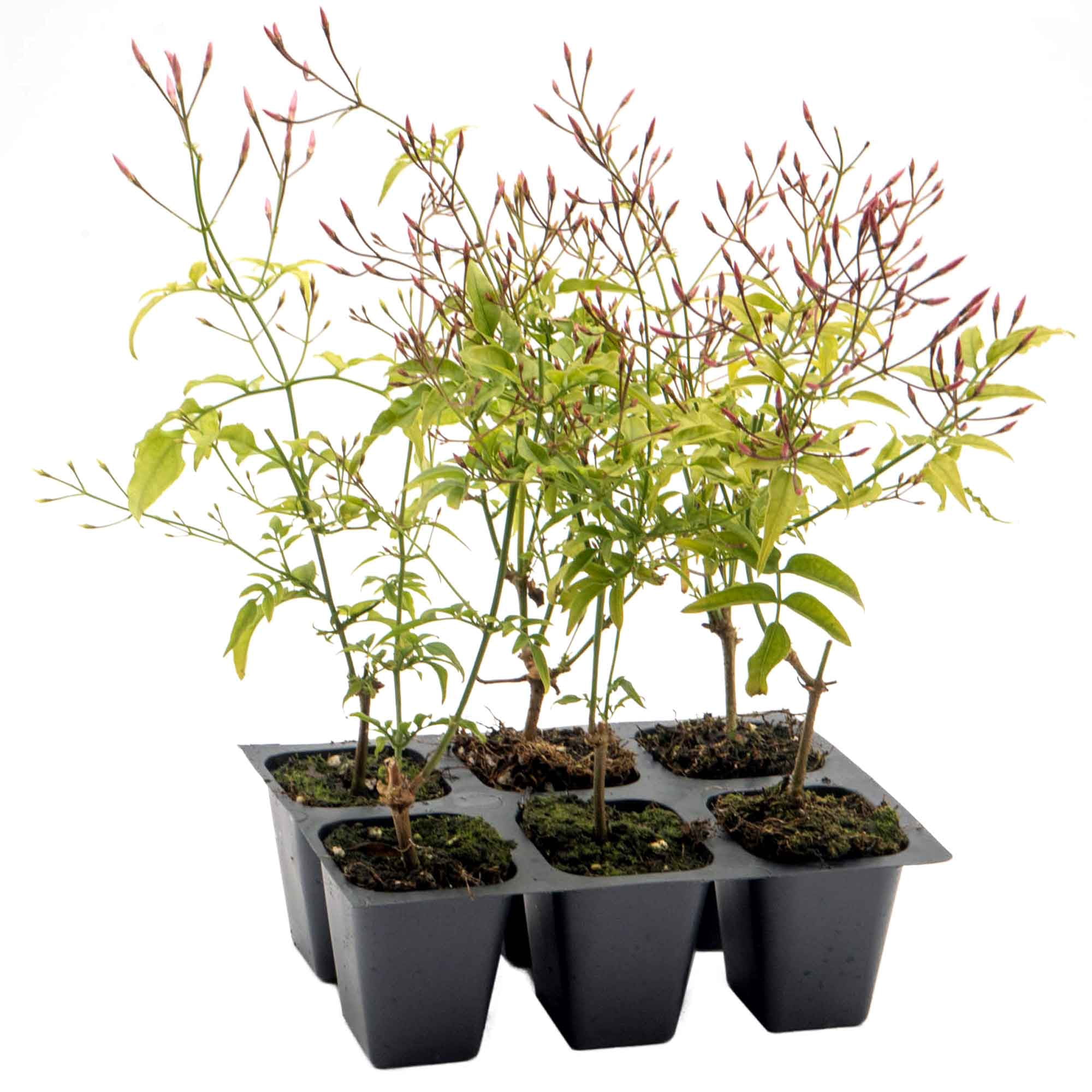 6 Pink Jasmine – Highly Fragrant White-Blooming Evergreen Climbing Vine ...