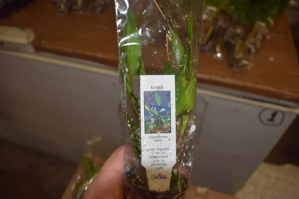 6 Pots of Crypt Lutea plants Easy Aquarium aquascaping planted tank ...