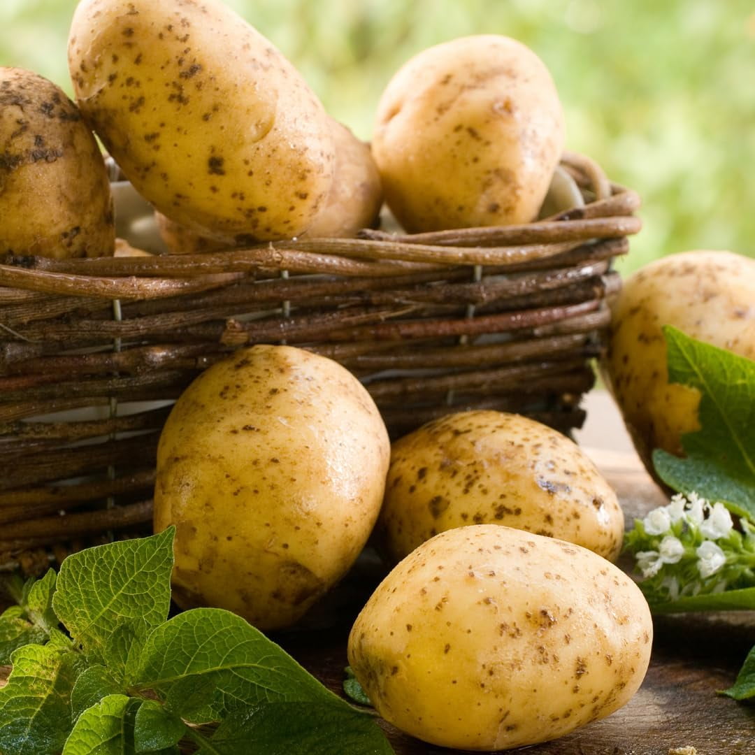 6 Pound of Yukon Gold Potato Seeds for Planting, Seed Potatoes for Planting, Heirloom - Walmart.com