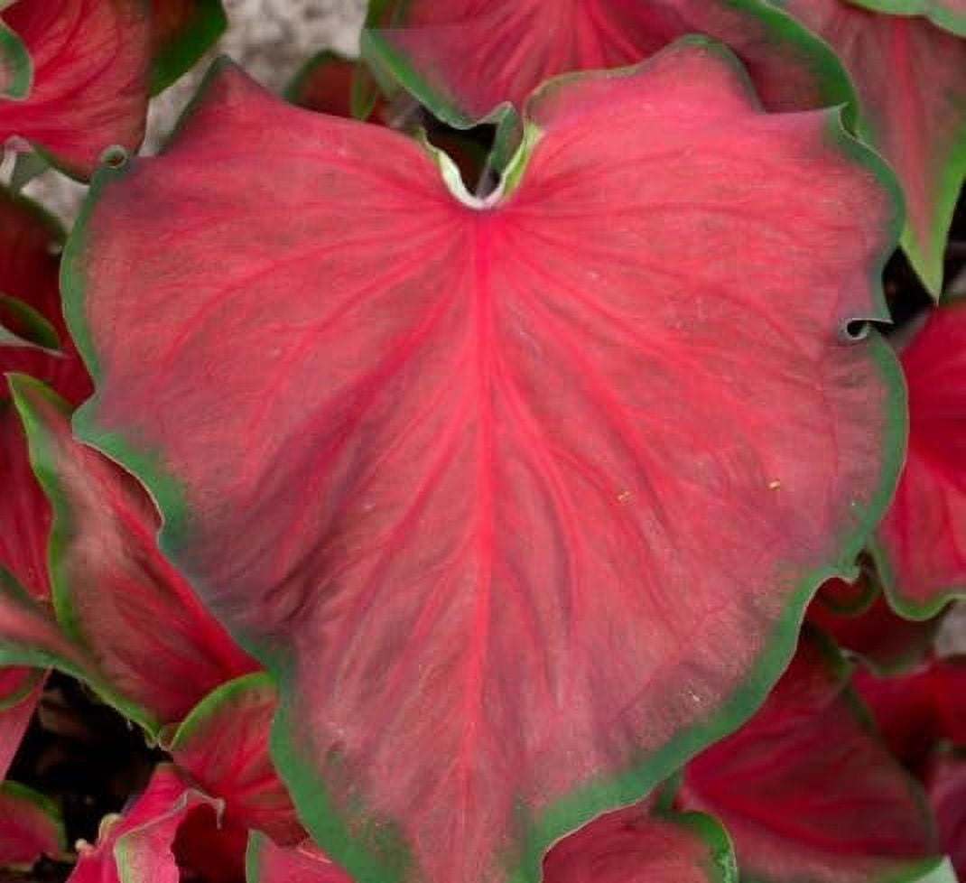 CZ Grain Red Ruffles Caladium Bulbs, Fancy Perennial Hosta, Elephant ...