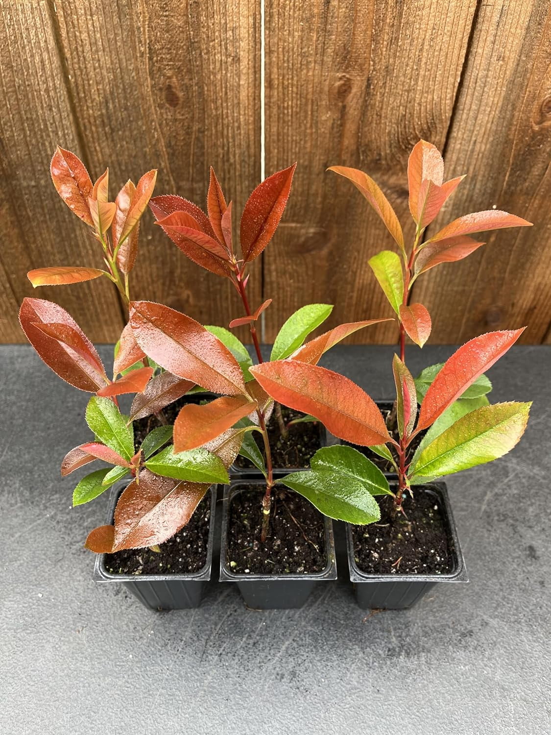 6 Red Tip Photinia, Photinia x Fraseri, Thriving in Extra Deep Nursery ...