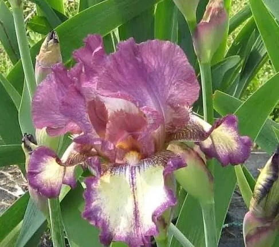 6 Rock Star Reblooming Bearded Iris - Iris Germanica Bareroot - Walmart.com