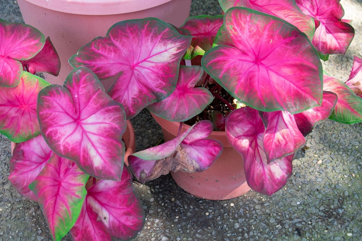 6 Rosebud Caladium Bulbs for Planting - Perennial Hosta, Elephant Ears ...