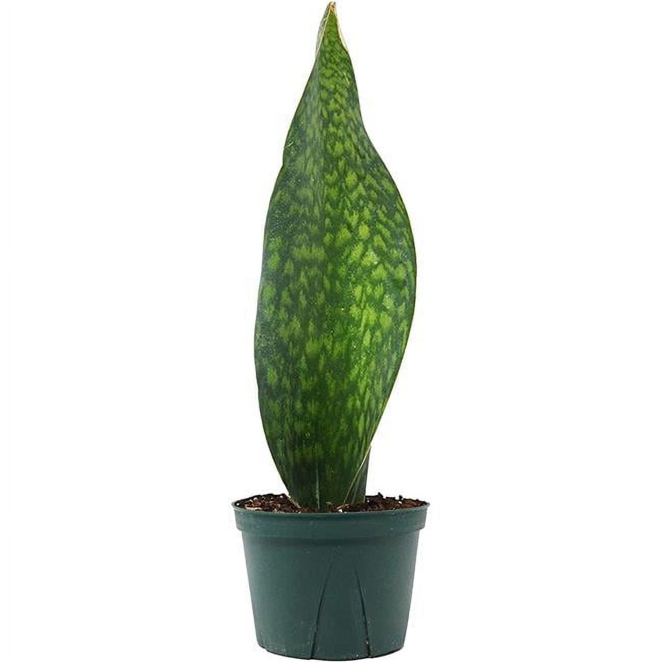 6-SNAKE-SHARK.FIN Rare Snake Sansevieria Plant in 6 in. Pot - Walmart.com