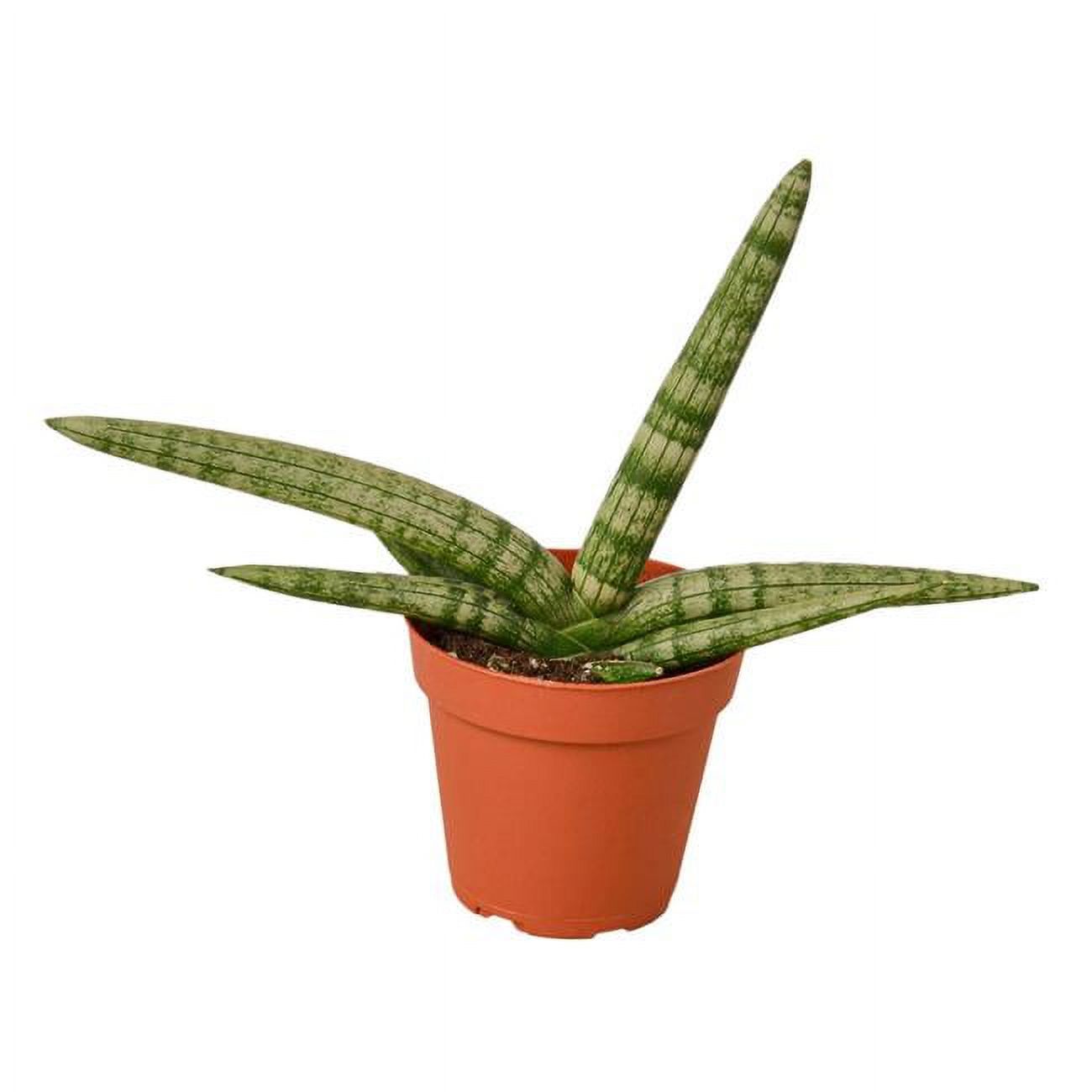 6-SNAKE-STARFISH Starfish Snake Plant in 6 in. Pot - Walmart.com