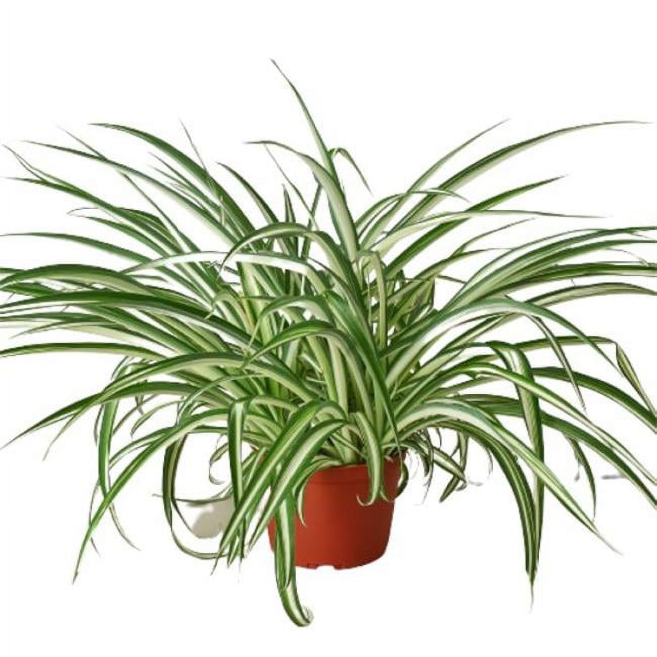 6-SPIDER-REVERSE-NURSERY.POT 6 in. Spider Plant Reverse Nursery Pot ...