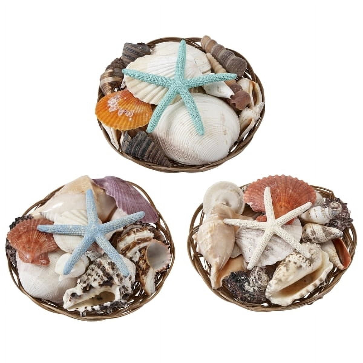 6 Shell Packs With Starfish in 6" Baskets Assorted Office Desk Gift ...
