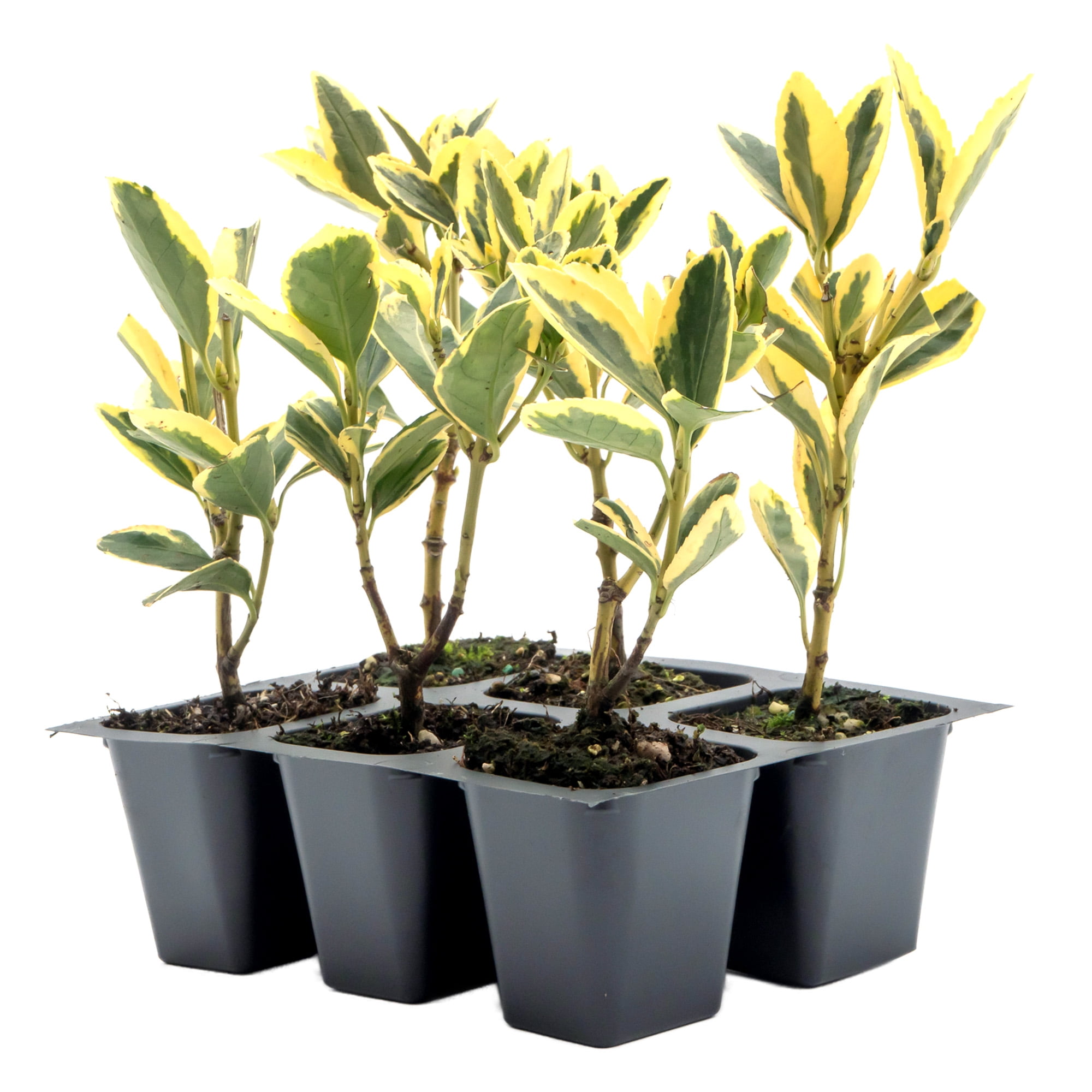 6 Silver King Euonymus – Variegated Evergreen Shrub with Green & Cream ...