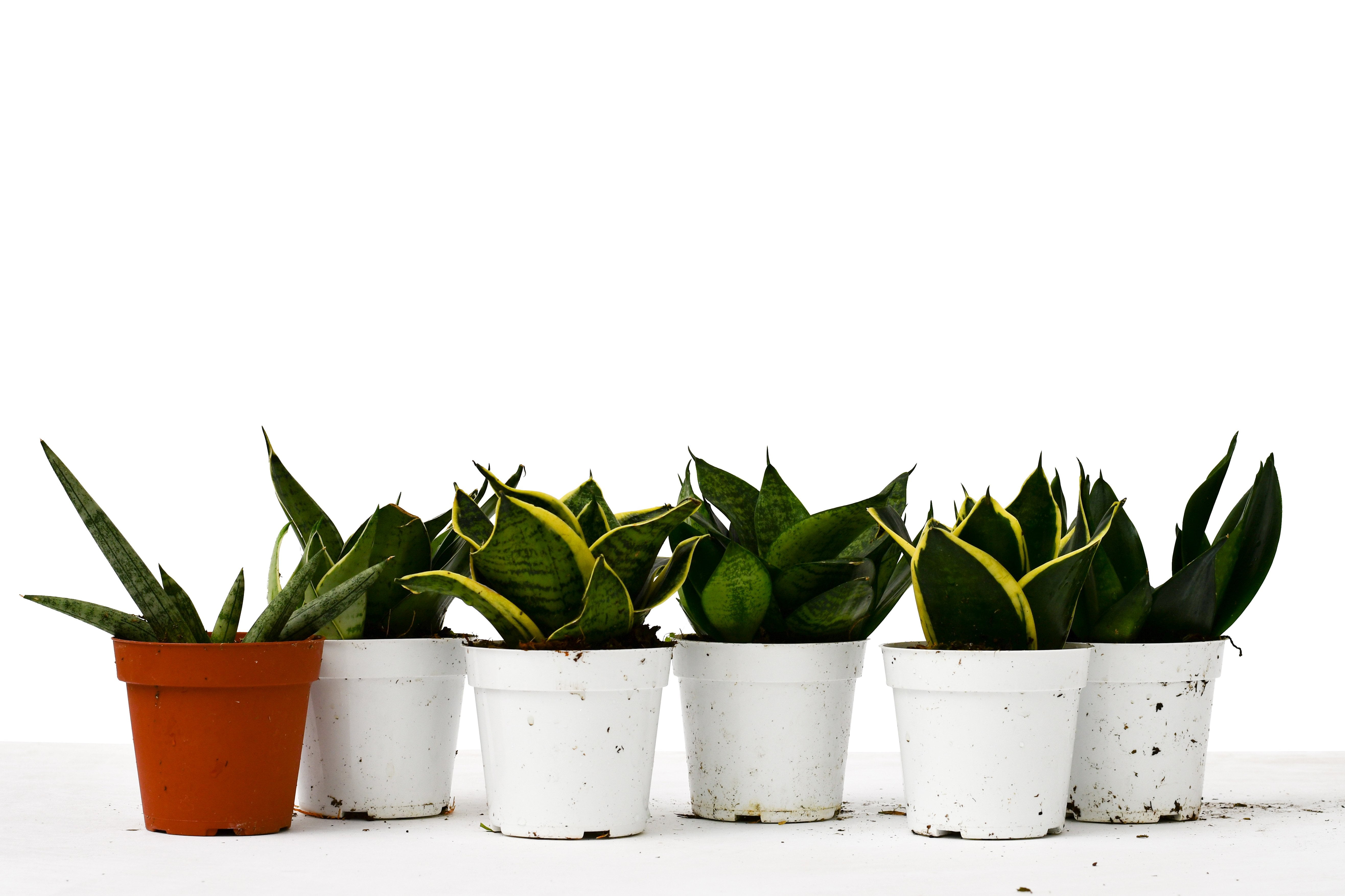 House Plant Shop Snake Plant Sansevieria Live Plant in 4 Inch Pot (6 ...