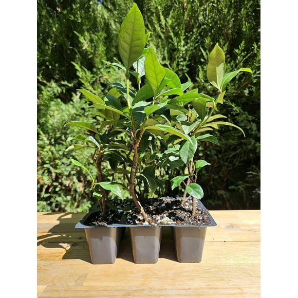 Indoor Jasmine Plants