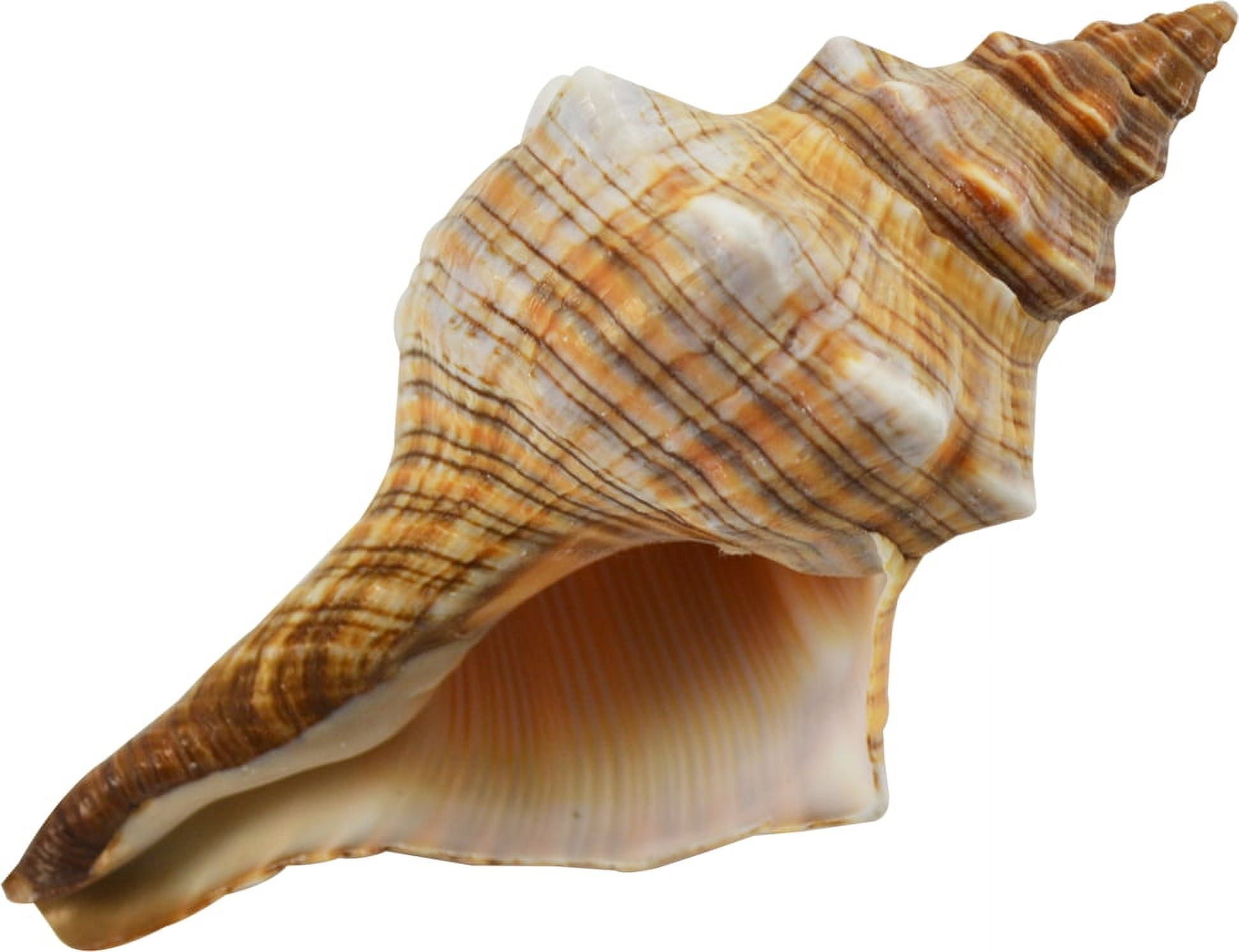 6 Striped Fox Shells 4-5" (Set of 6) - Walmart.com