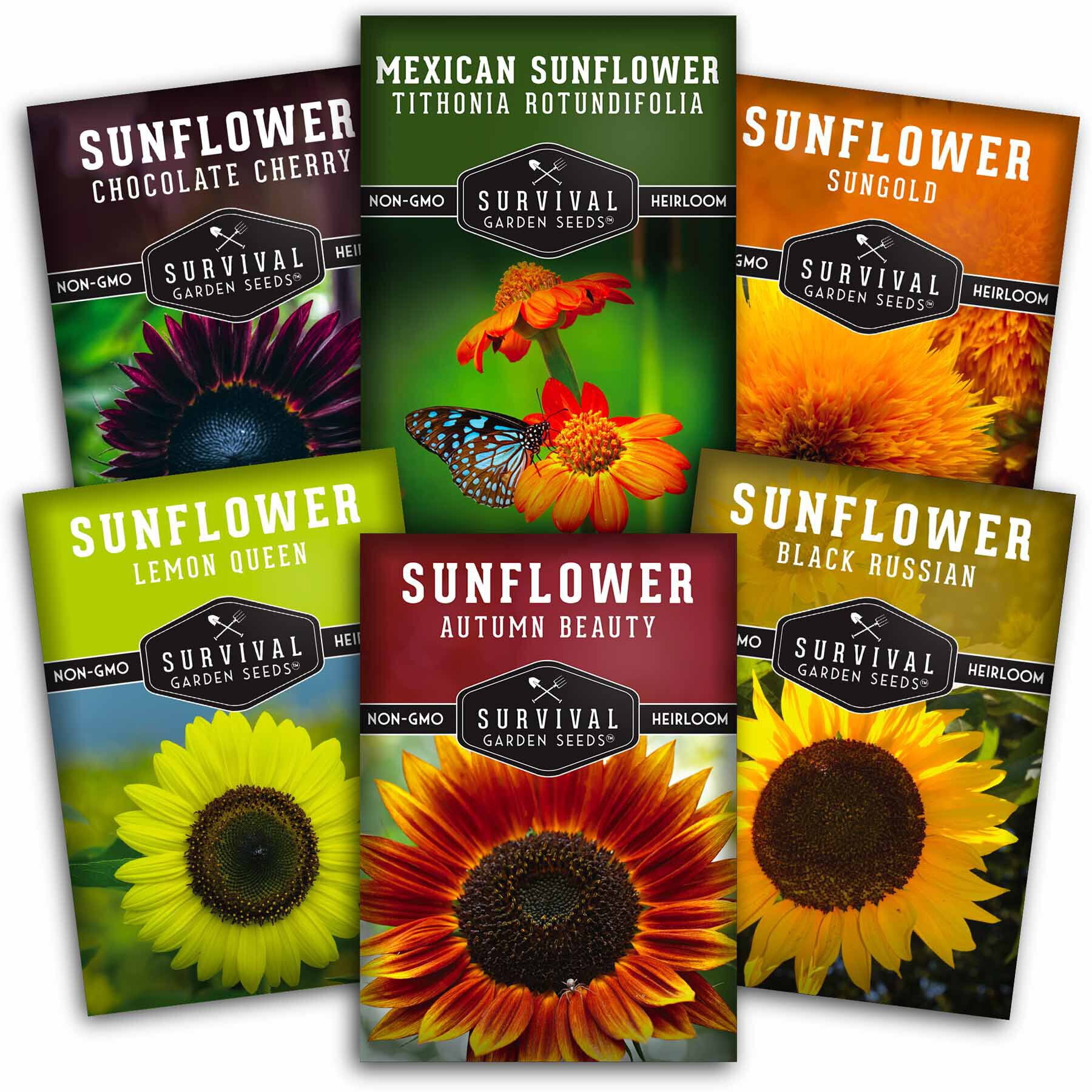 6 Sunflower Collection - Autumn Beauty, Black Russian, Chocolate Cherry ...