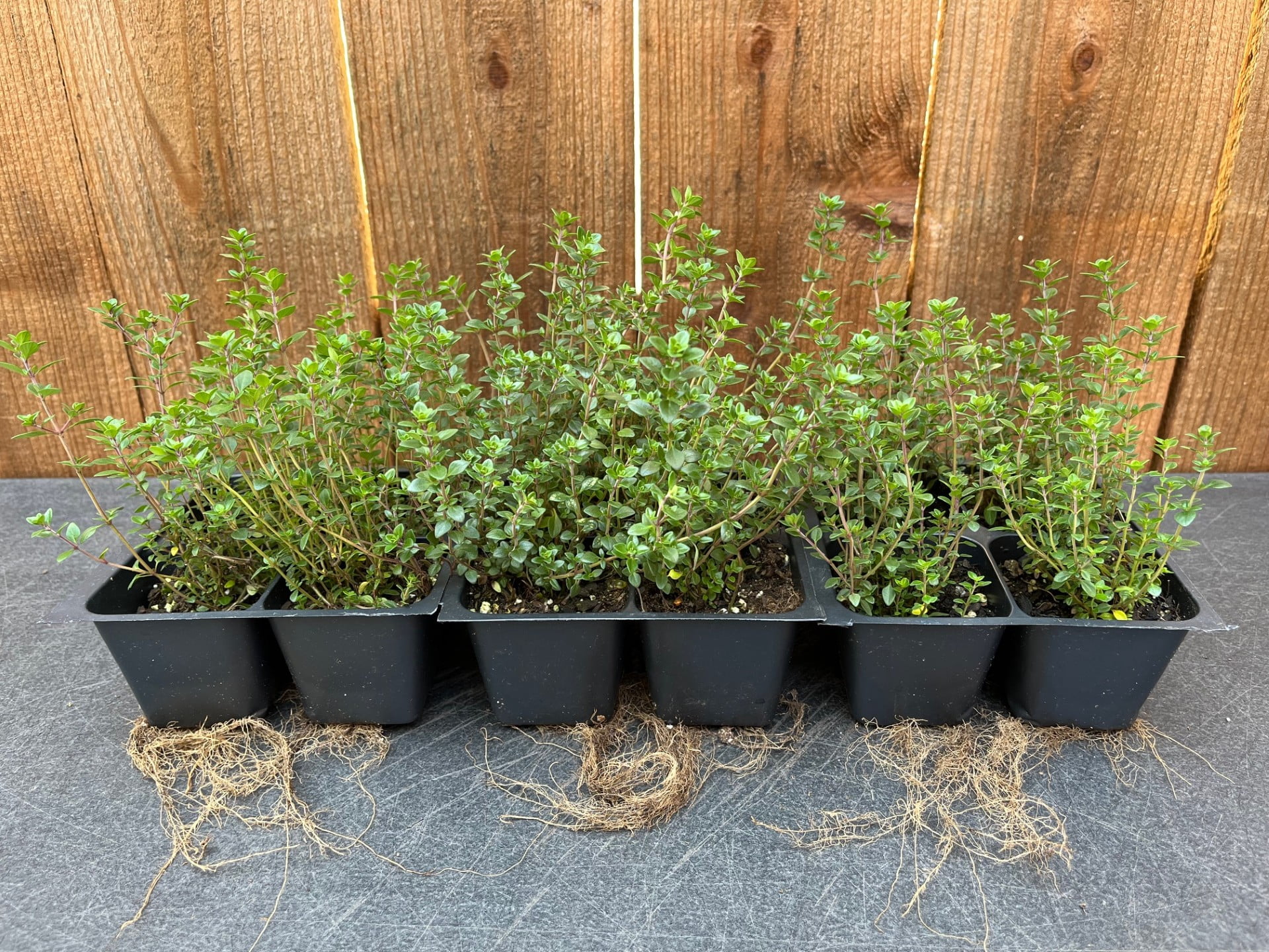 6 Thymus Citriodorus, Lemon Thyme, Growing in 2.5" Nursery Cubes ...