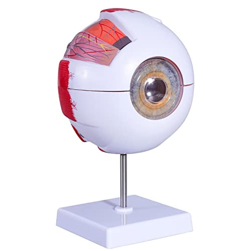 6 Times Enlarged Human Eye Anatomical Model - Accurate Eye Model Shows ...