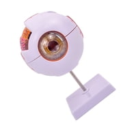 Model Of Eyeball