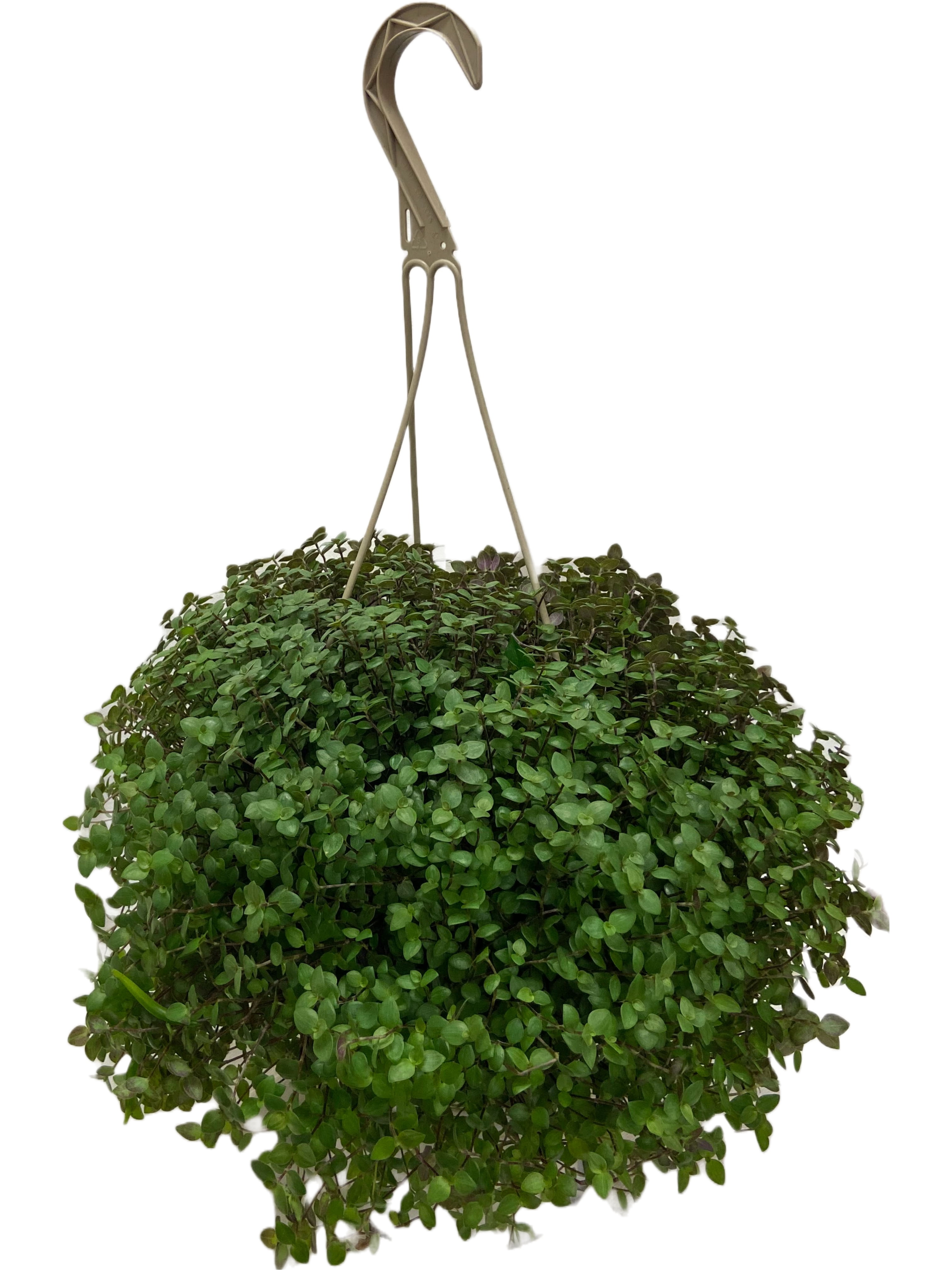 Indoor 6" Tradescantia Tortuga Green - Bolivian Turtle Vine, Low ...