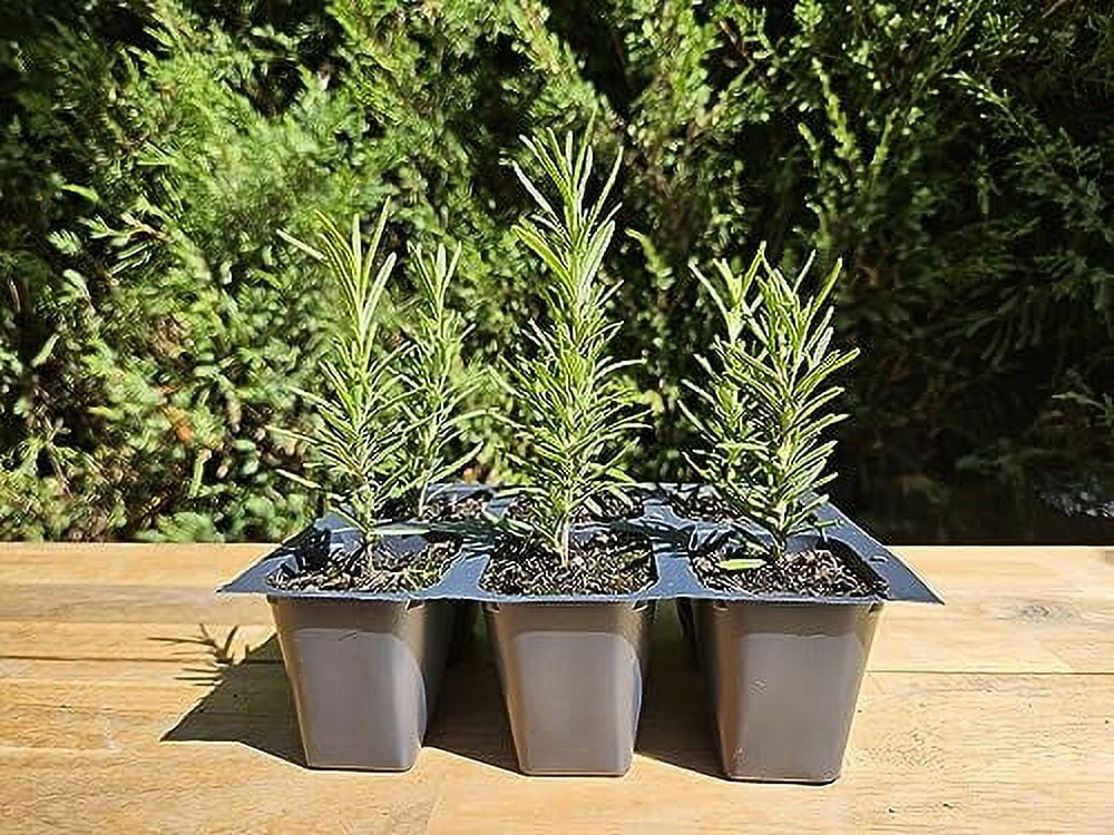 6 Tuscan Blue Rosemary, Live Plants – Rosmarinus Officinalis – Hardy ...