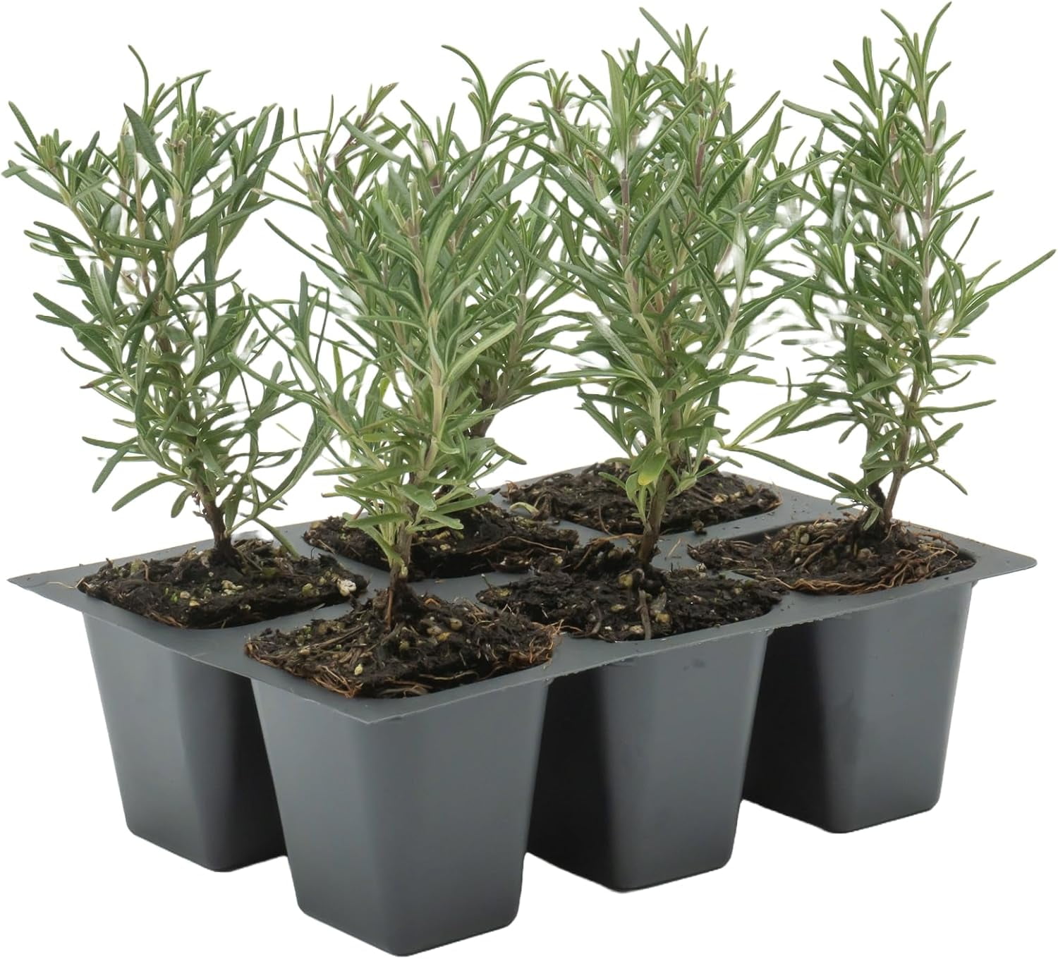 6 Tuscan Blue Rosemary, Live Plants – Rosmarinus Officinalis – Hardy ...