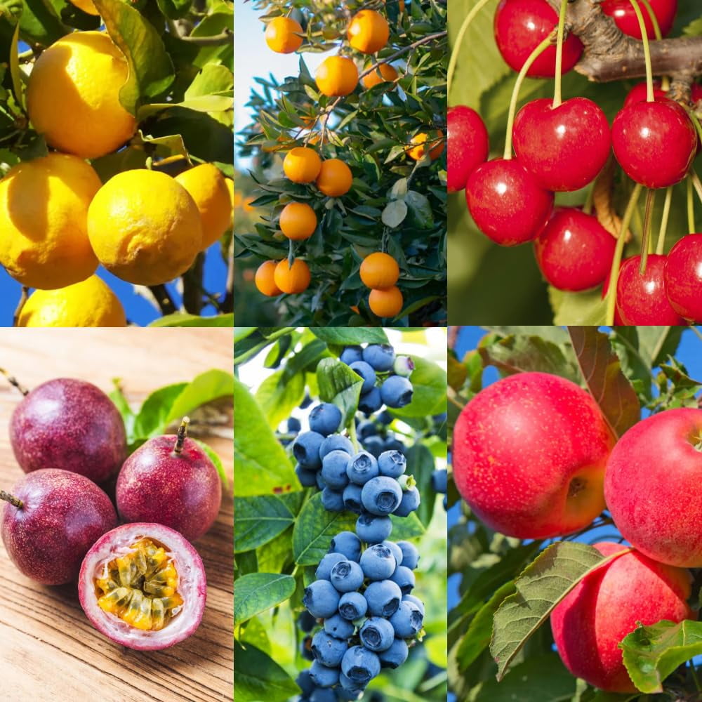 Fruit Plants Seeds Multi Bulbs