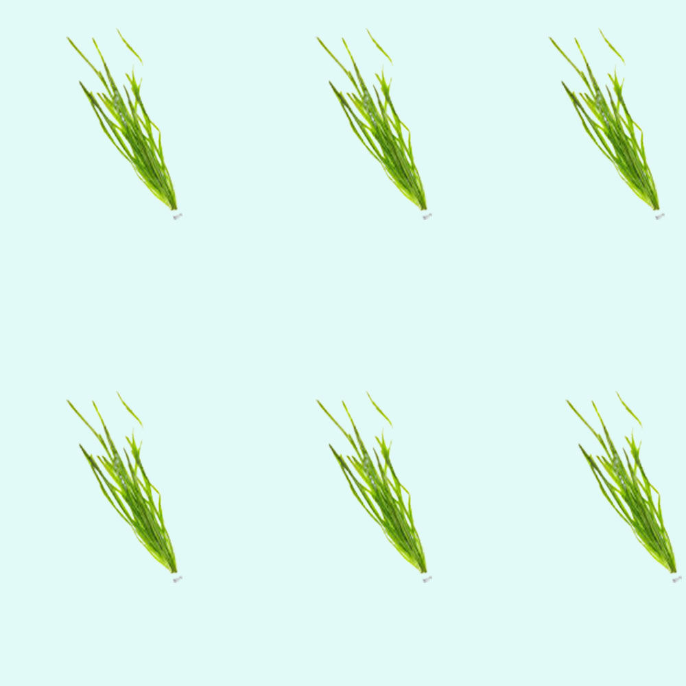 6 Valisnaria (Vals) Spiralis Italian Live Aquarium Plants - Walmart.com