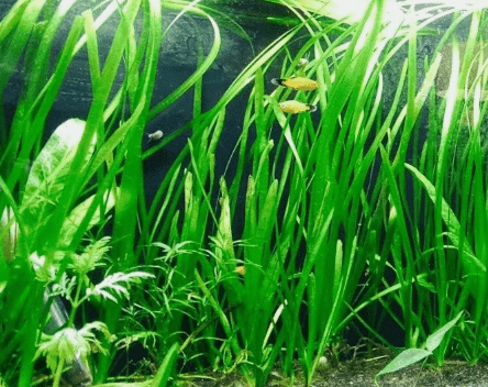 6 Vallisneria (Jungle Val) Bunch – Live Freshwater Aquarium Plants for ...
