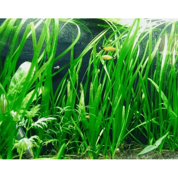 6 Vallisneria (Jungle Val) Bunch – Live Freshwater Aquarium Plants for ...