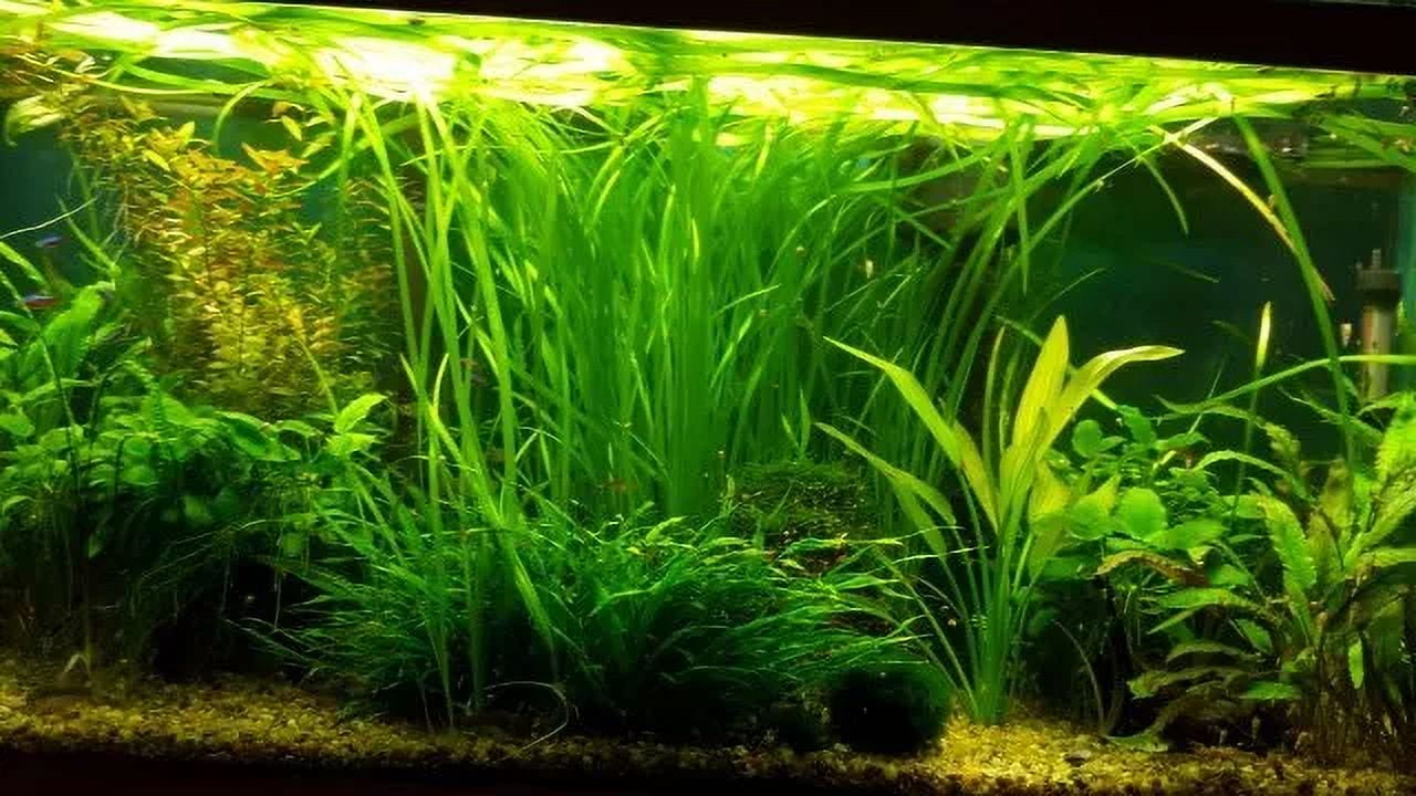6 Vallisneria Jungle Val plants Fresh Live Aquarium Plants - Walmart.com
