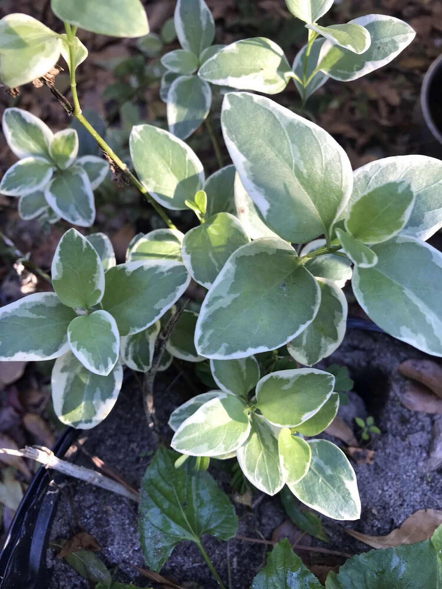 6 Variegated Vinca Ground Cover Vine Plants 4"-8" Live Starter Plants ...
