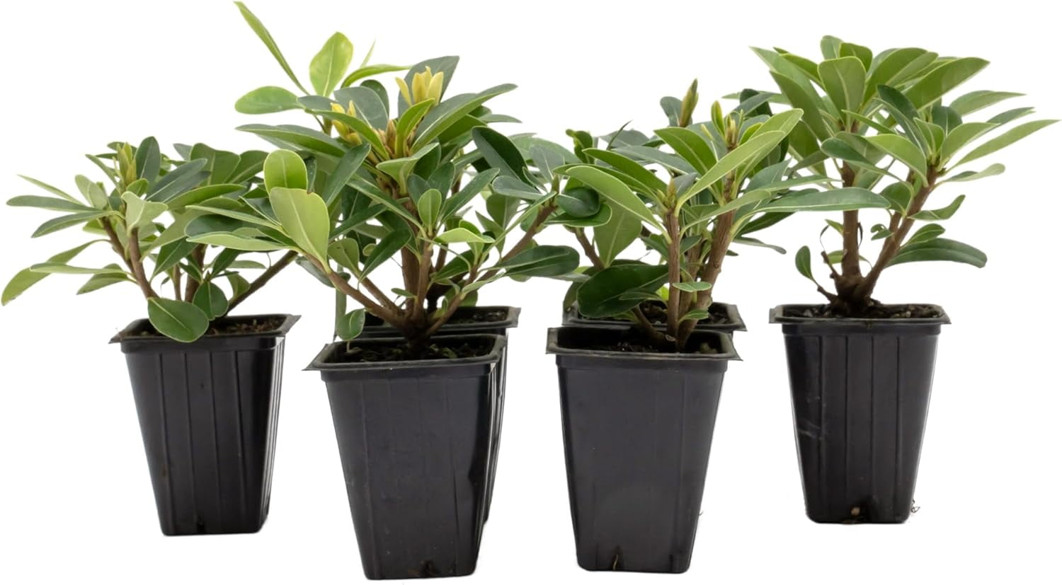 6 Wheeler’s Dwarf Shrubs | Live Plants in 2.5-inch Nursery Cubes ...