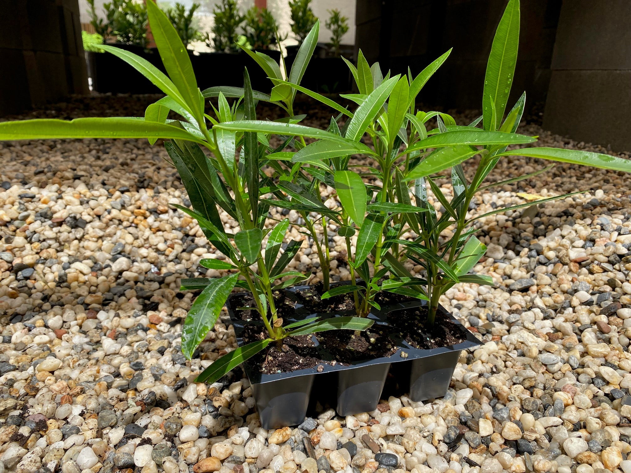 6 White Oleander “Sister Agnes”, Live Plants, Thriving Inside 2.5 ...