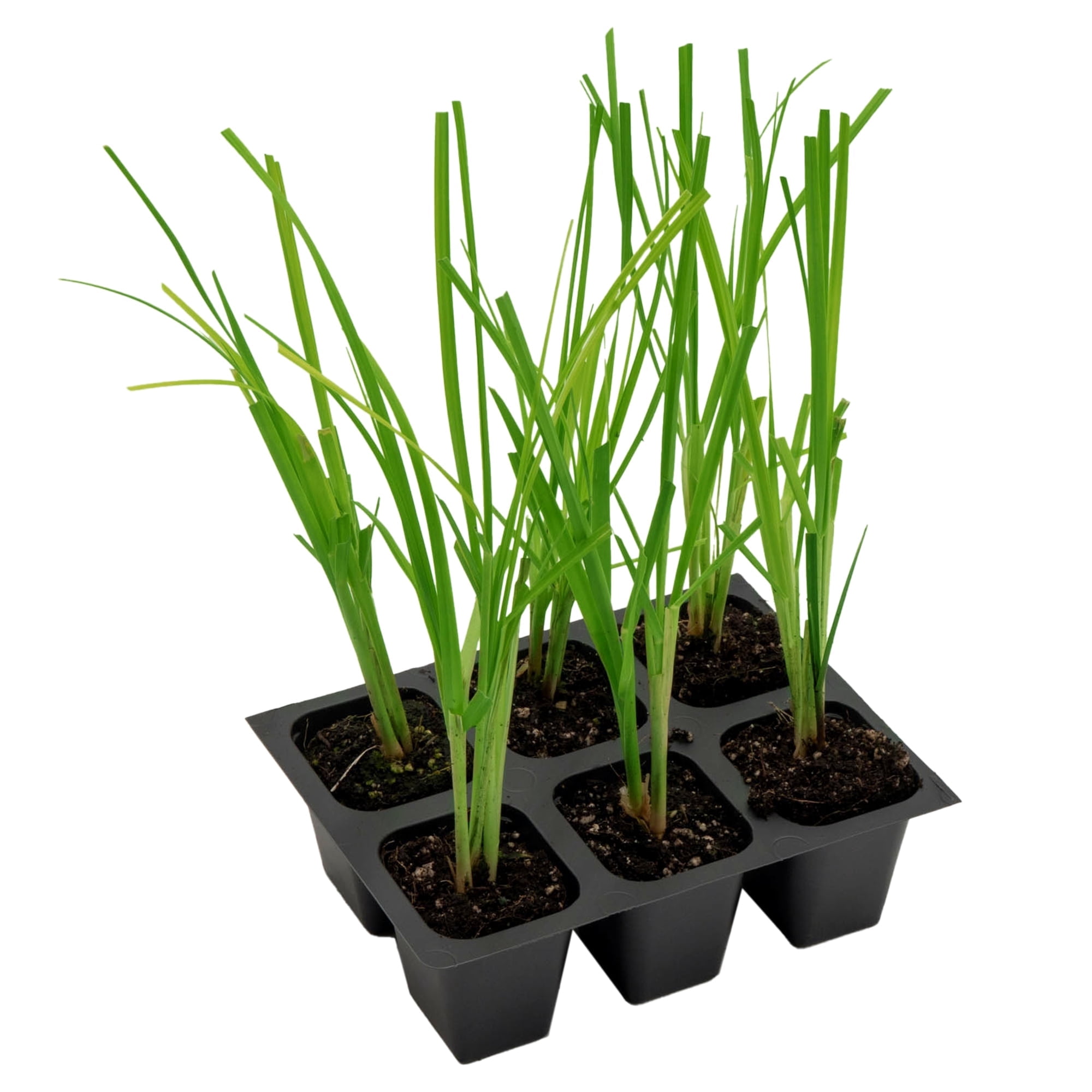6 White Pampas Grass – Live Plants in 2.5-Inch Nursery Cubes ...