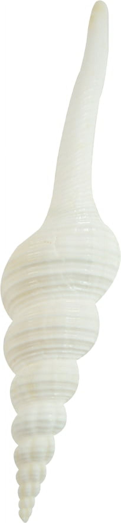 6 White Spindle Shells Seashells 3.5-5" (Set of 6) - Walmart.com