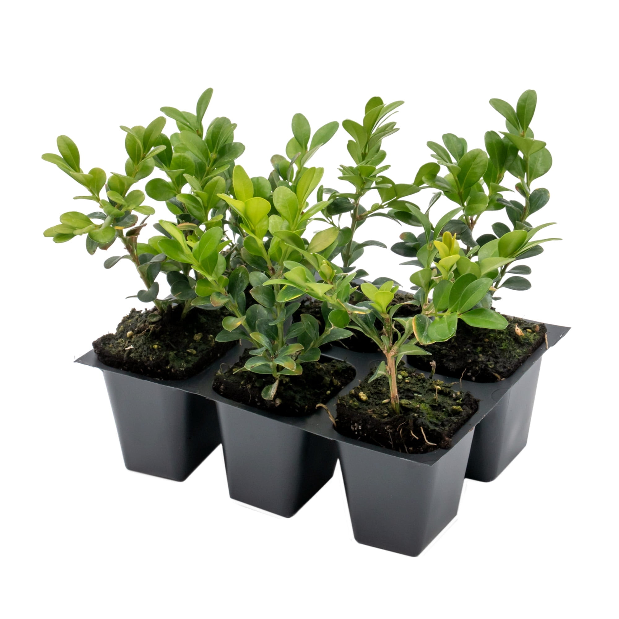 6 Winter Gem Boxwood – Live Plants in 2.5-Inch Nursery Cubes | Buxus ...