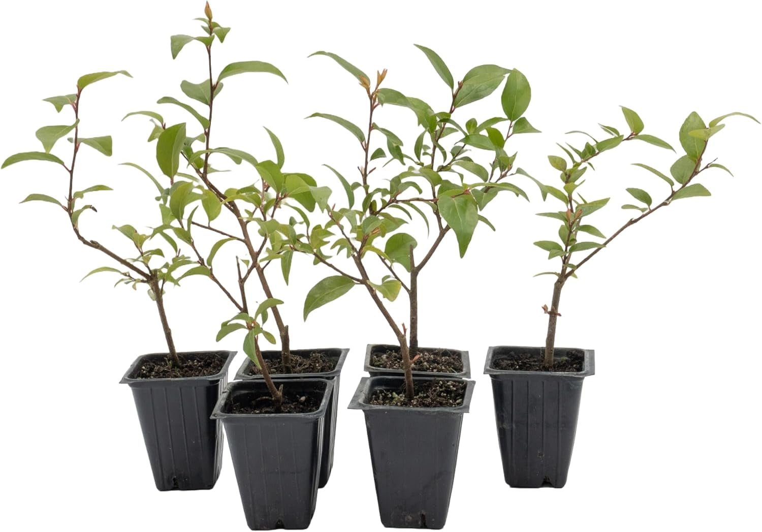 6 Xylosma Congestum, Live Plants – Shiny Xylosma in 2.5” Nursery Cubes ...