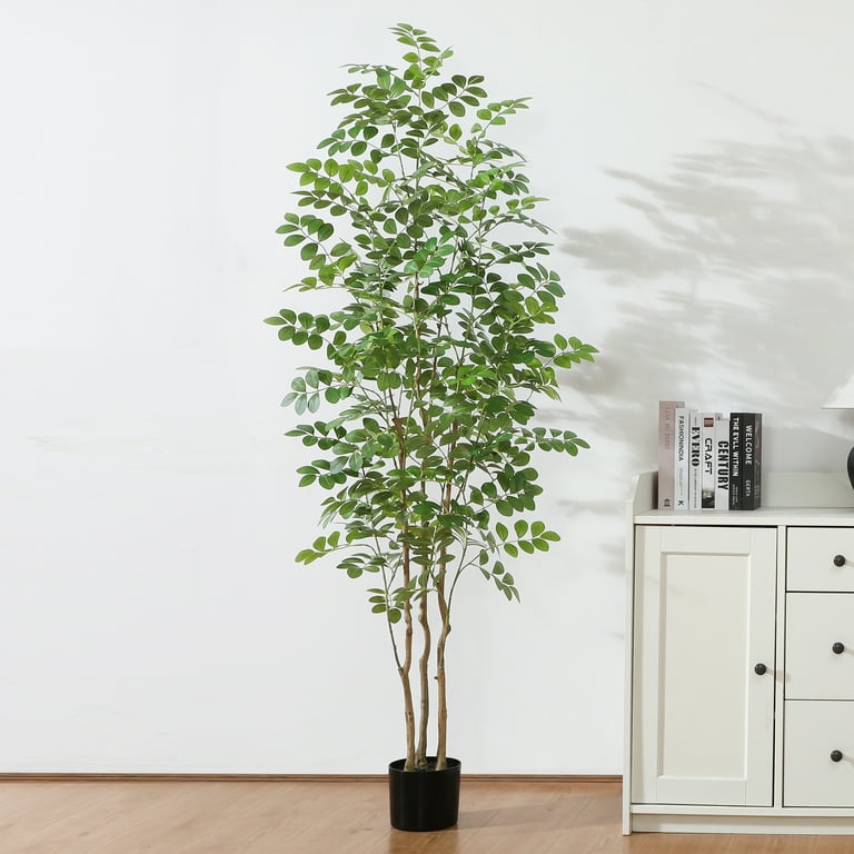 moringa tree indoors