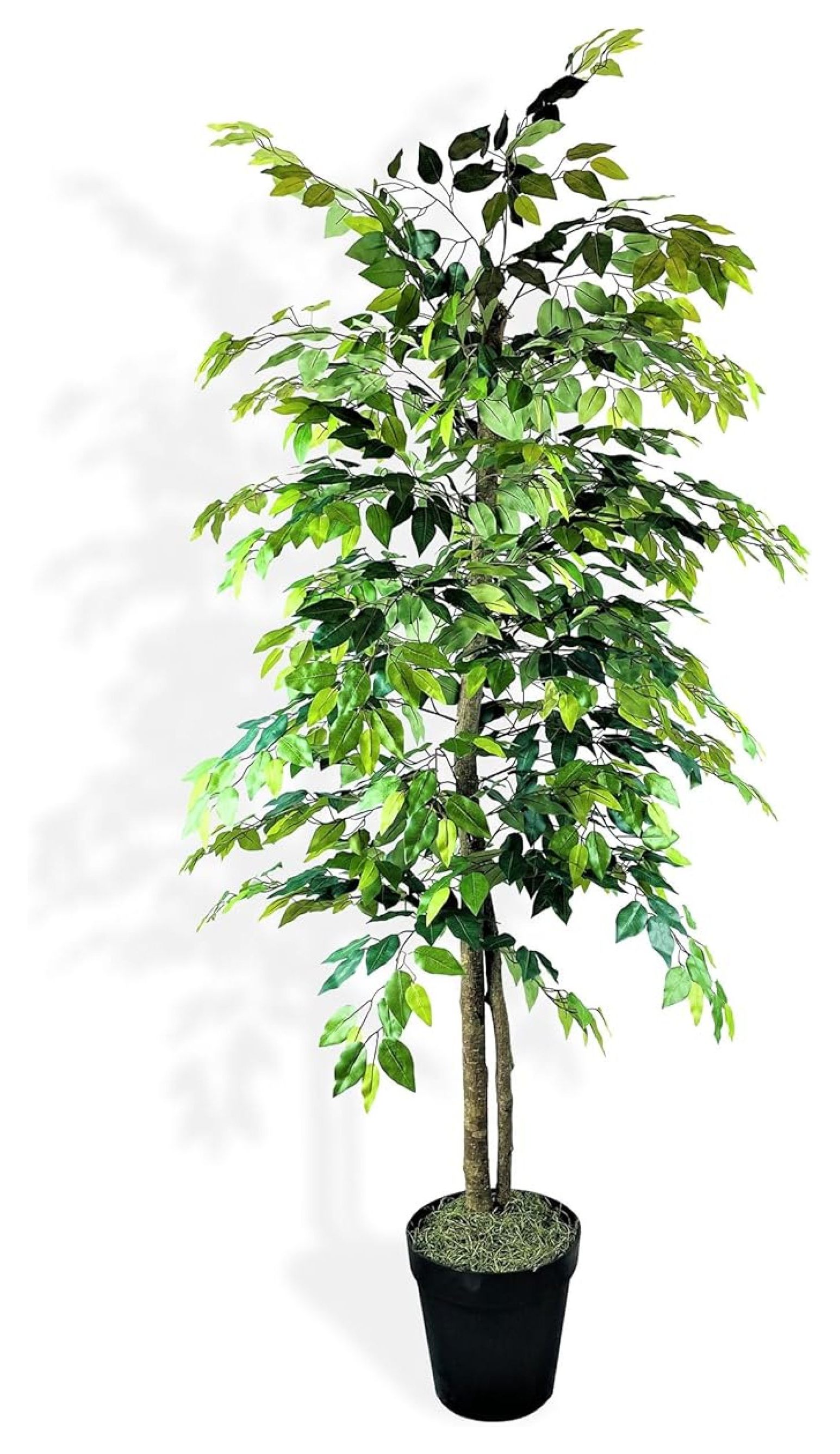 6 ft Ficus Tree in Black Plastic Pot with Real-Wood Trunk - Indoor and ...