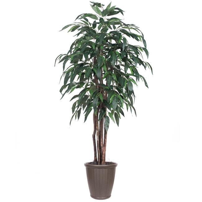 6 ft. Mango Executive Everyday Tree in Brown Container, Green - Walmart.com