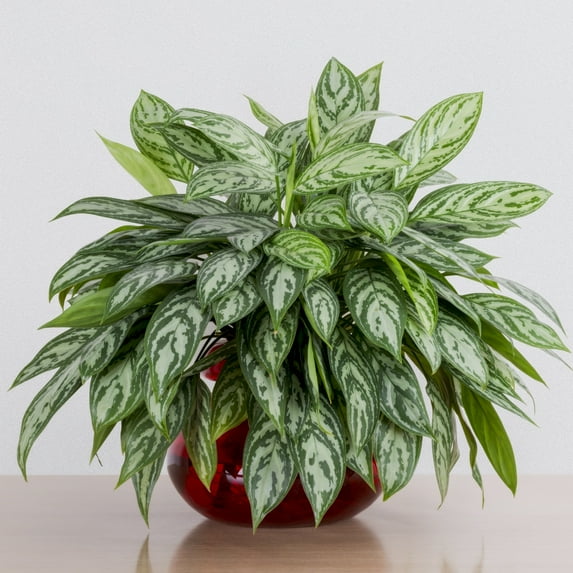 6 in. Aglaonema Maria Plant - Walmart.com