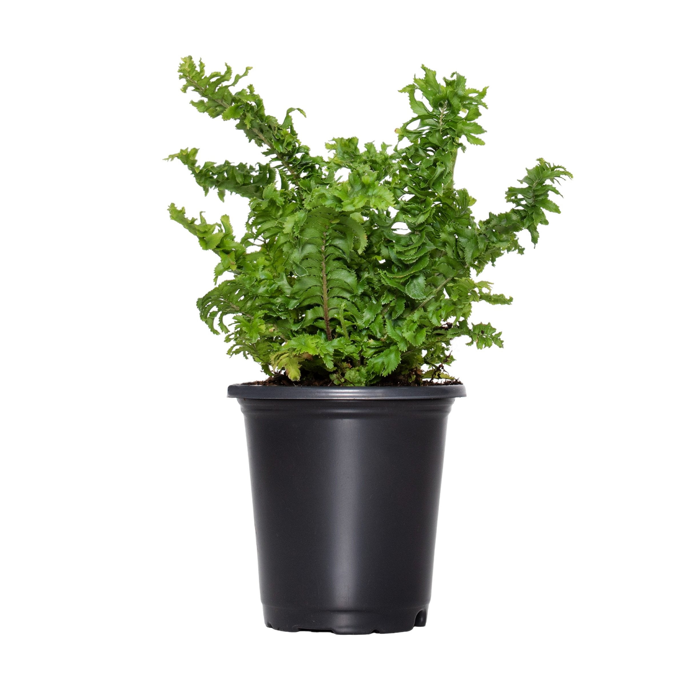 6 in. Emina Crinkle Fern Plant - Walmart.com