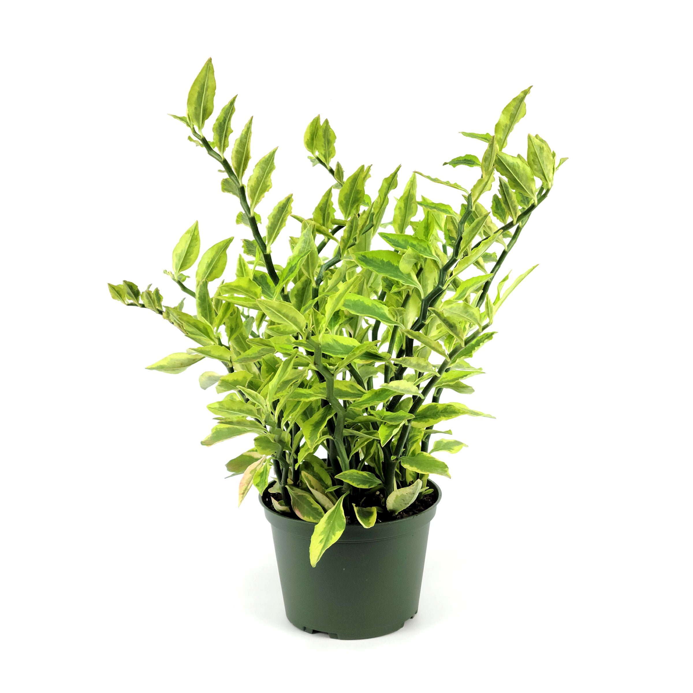 6 in. Pedilanthus Tith Variegated Plant in Grower Container - Walmart.com