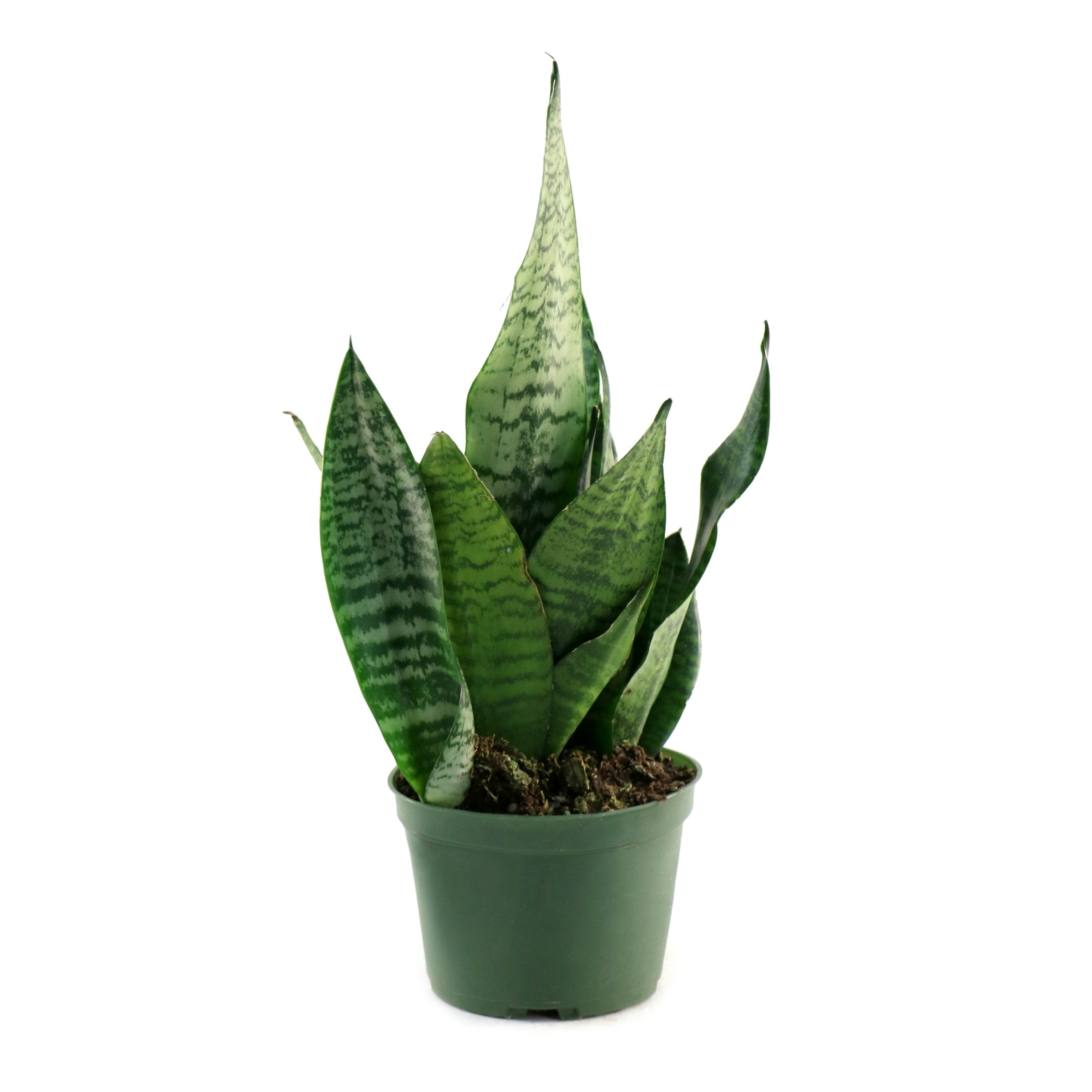 6 in. Sansevieria Zeylanica Superba Plant in Grower Container - Walmart.com