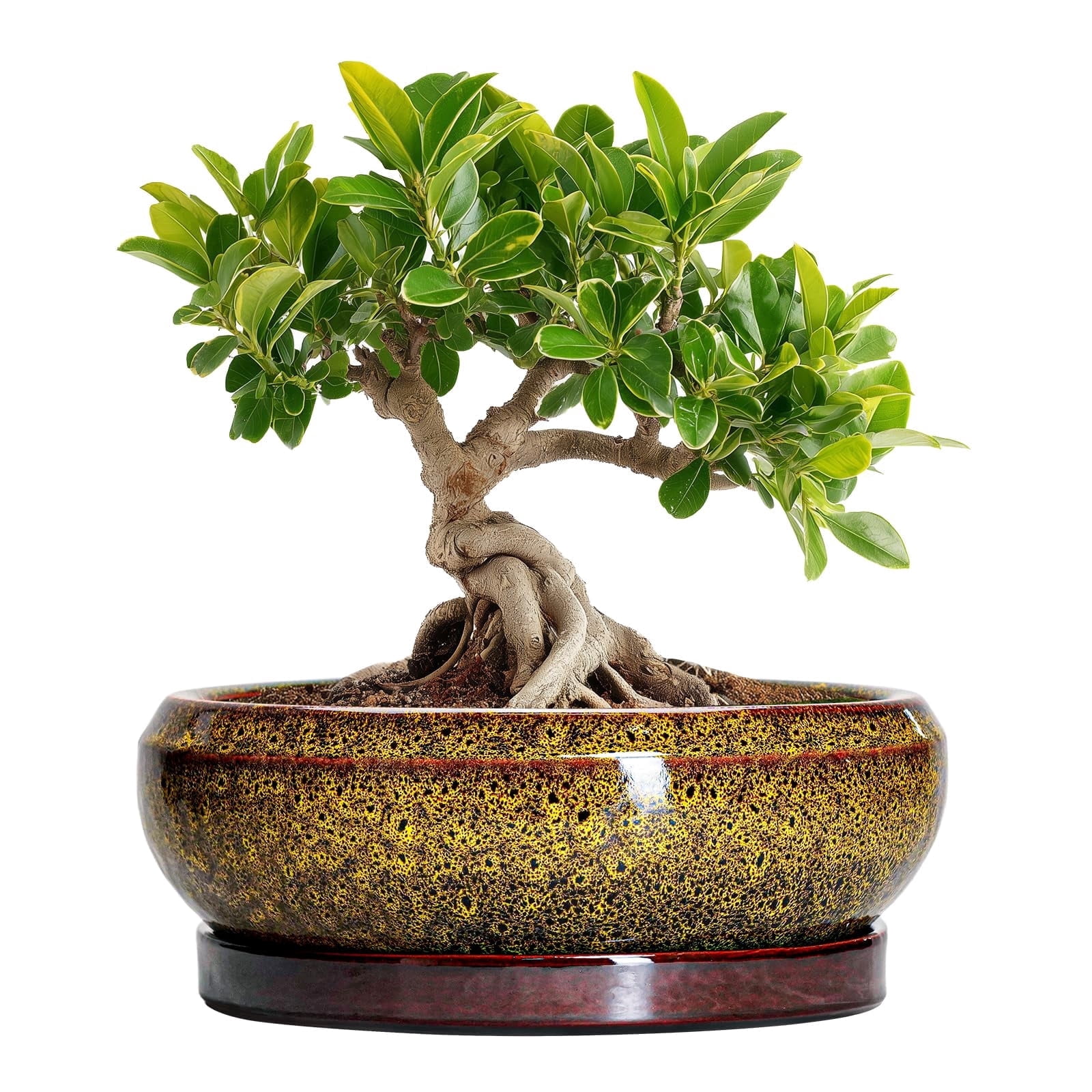 6 inch Ceramic Plant Pot, Round Shallow Flower Pots with Drainage ...