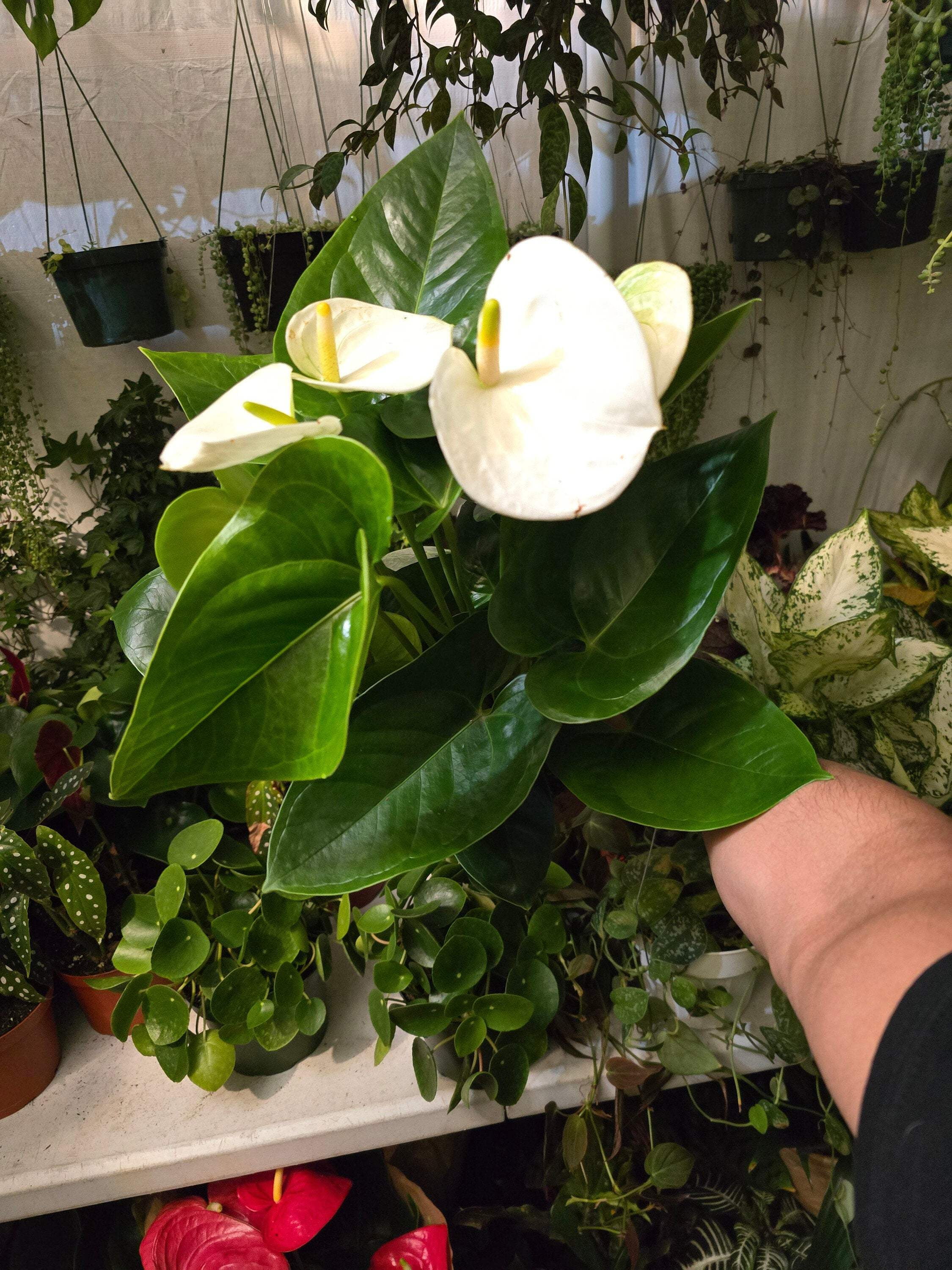6 inch Pot- 12" tall XL plant White Anthuriums Lace Leaf Bushy Live Indoor Plant easy care ...