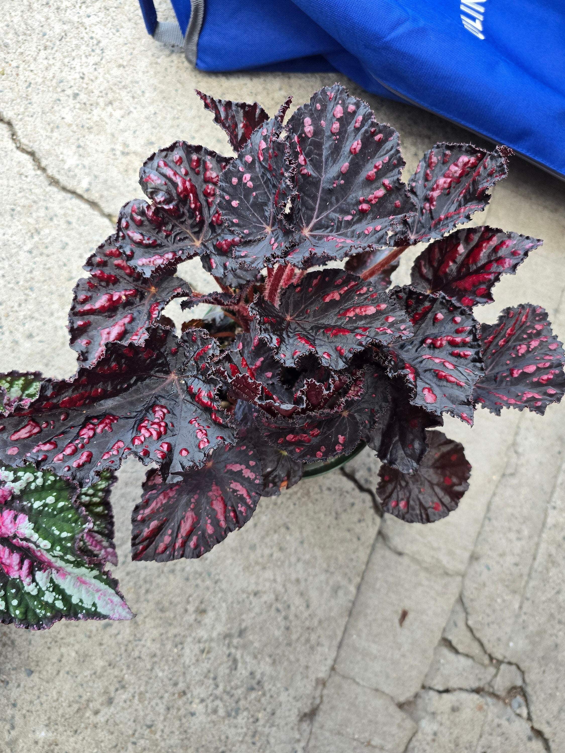 6 inch Pot - Begonia Rex 'Etna' - Easy care super red Begonia plant ...