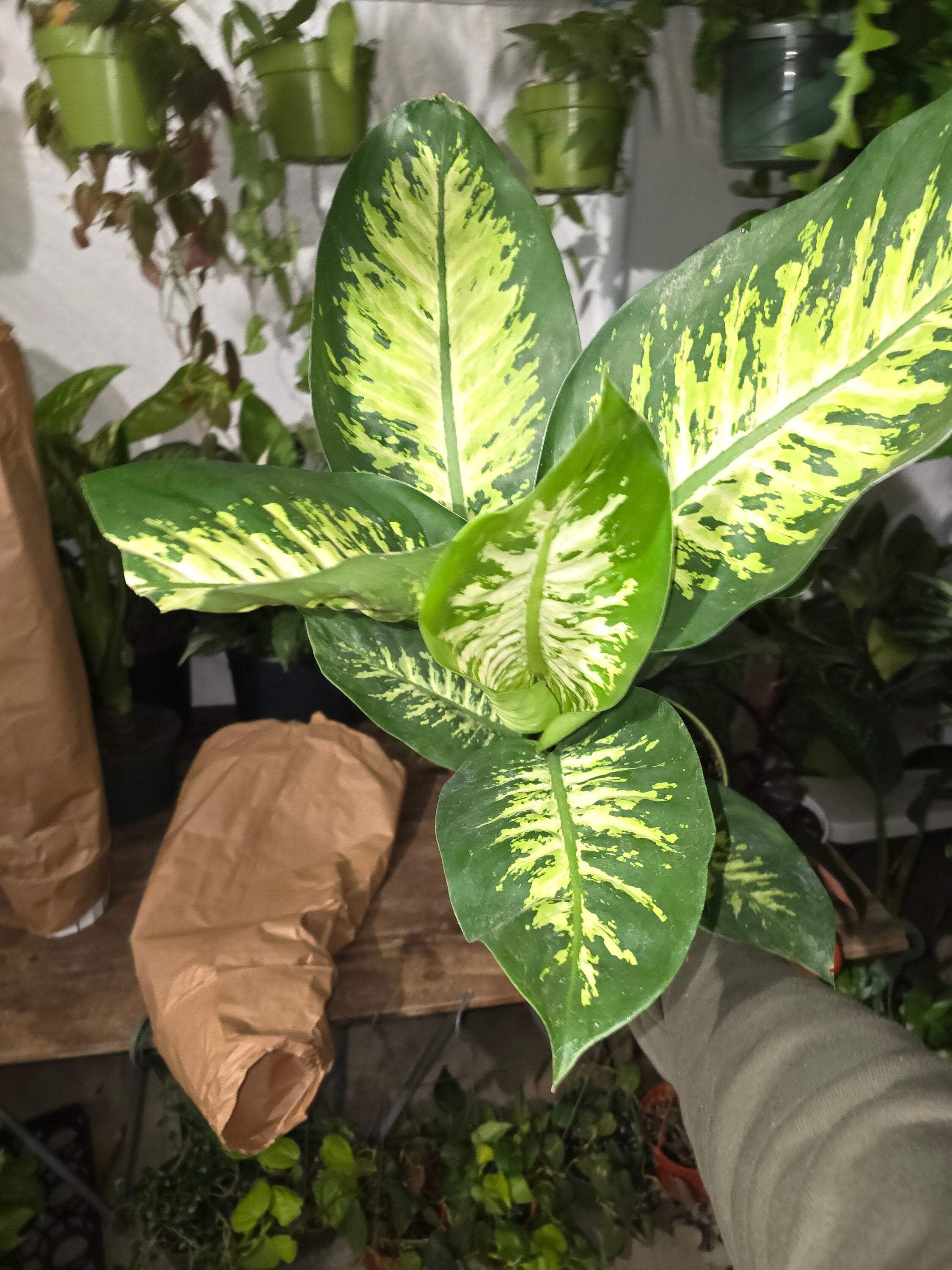 6 inch Pot- Big 2 ft. tall Dieffenbachia Dumb Cane Indoor Plant easy ...