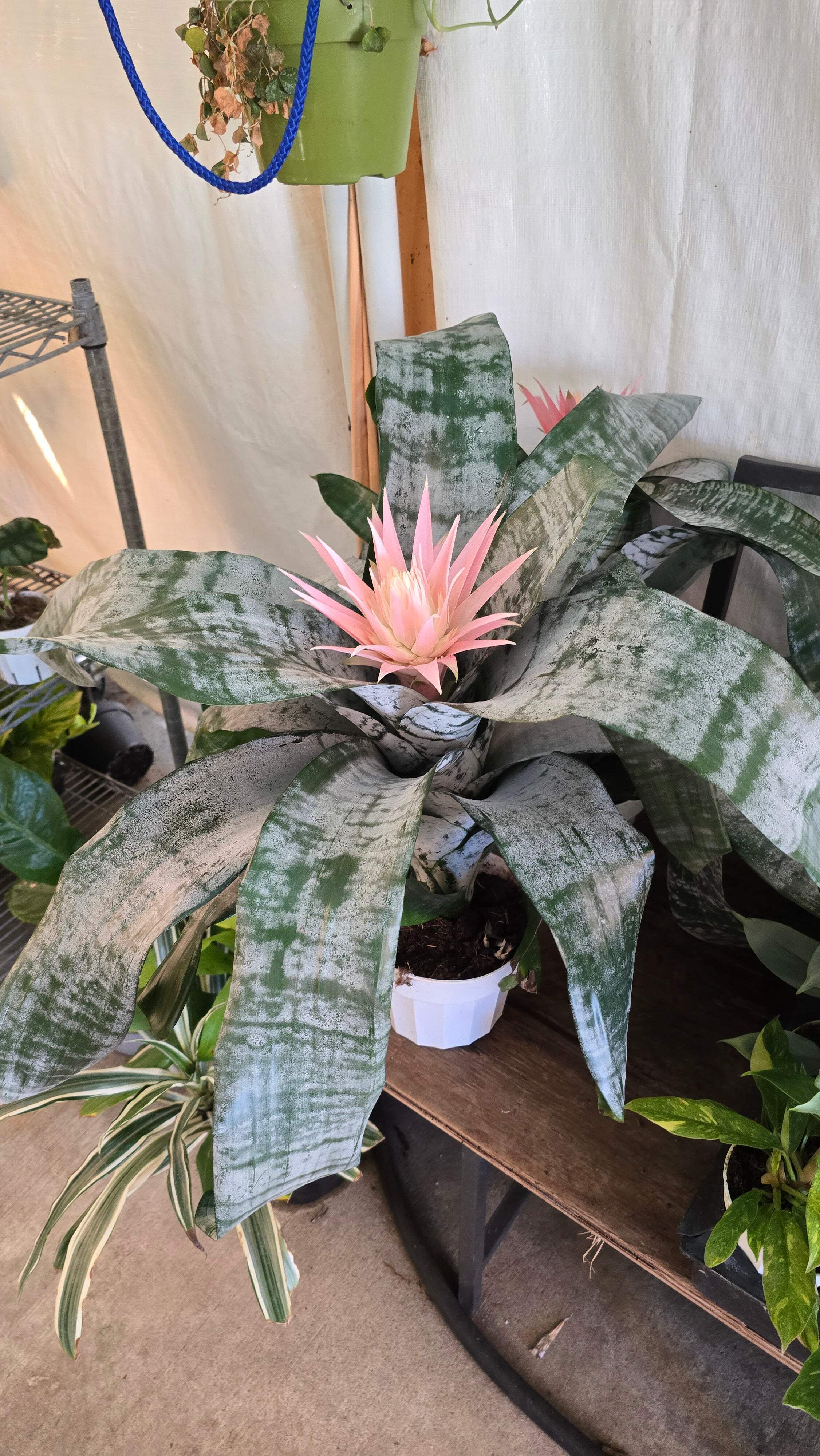 6 inch Pot- Bromelia Aechmea (Pink Flower) get similar to picture ...