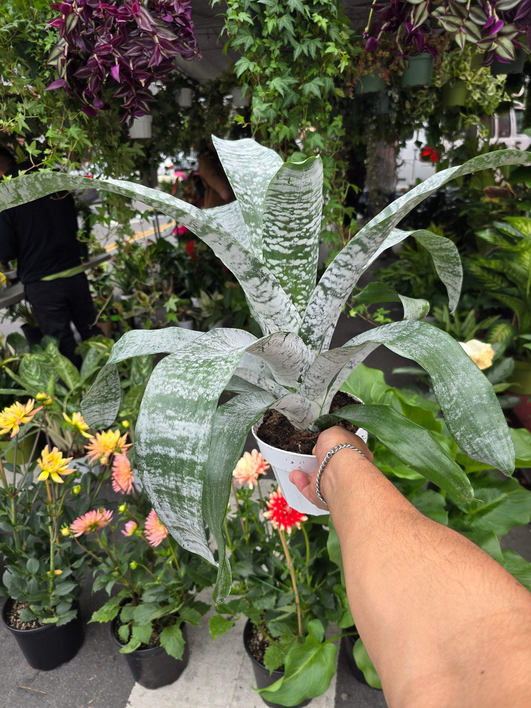 6 inch Pot- Bromelia Aechmea (Pink Flower) get similar to picture ...
